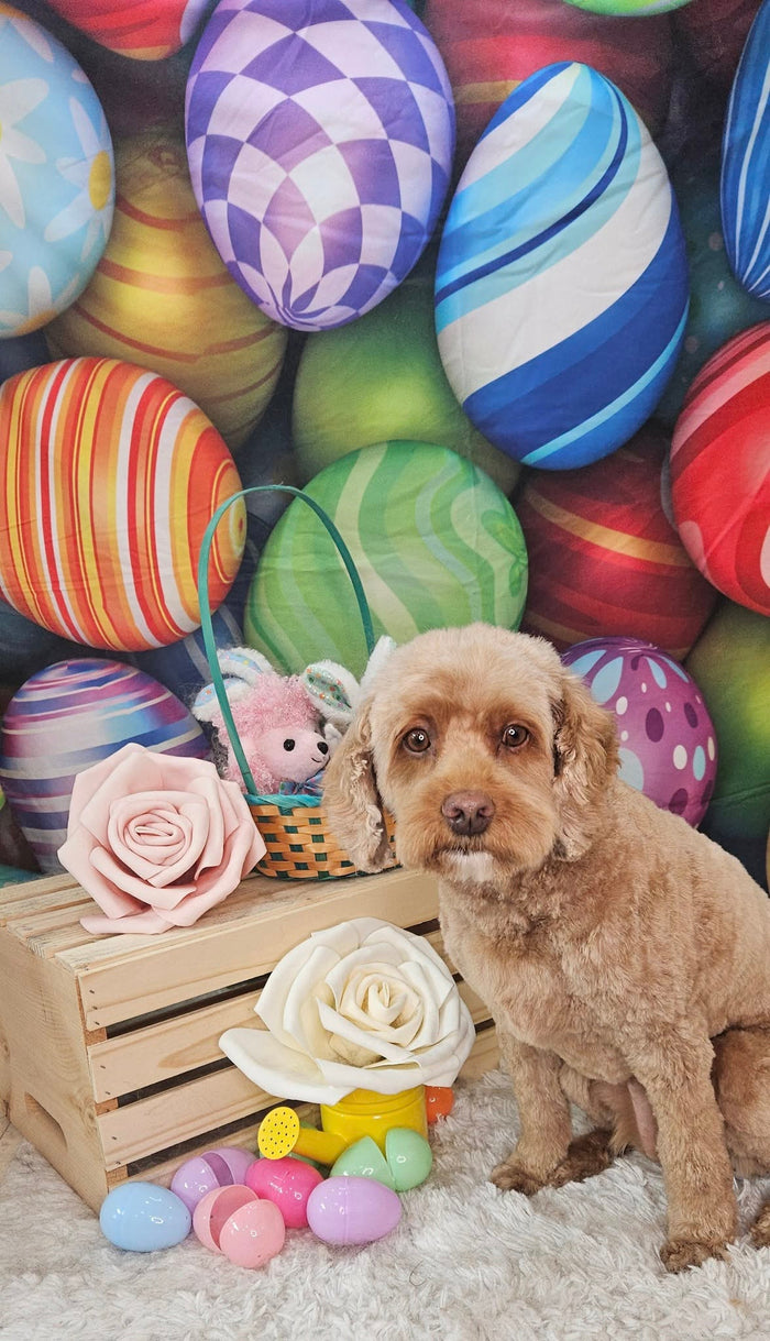 Colorful Easter Eggs Backdrop for Photography SH032