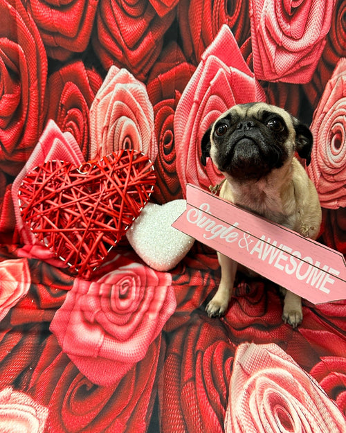 Red Rose Flower Backdrop for Photo Studio ZH-94