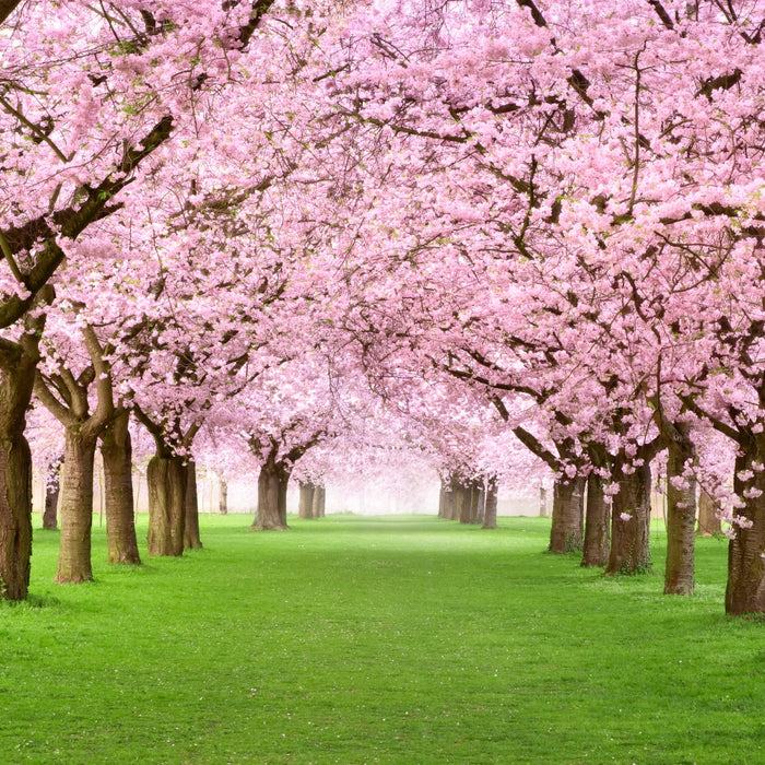 Photography Spring Backdrops Cherry Blossom Pathway Scenic Backdrop BR