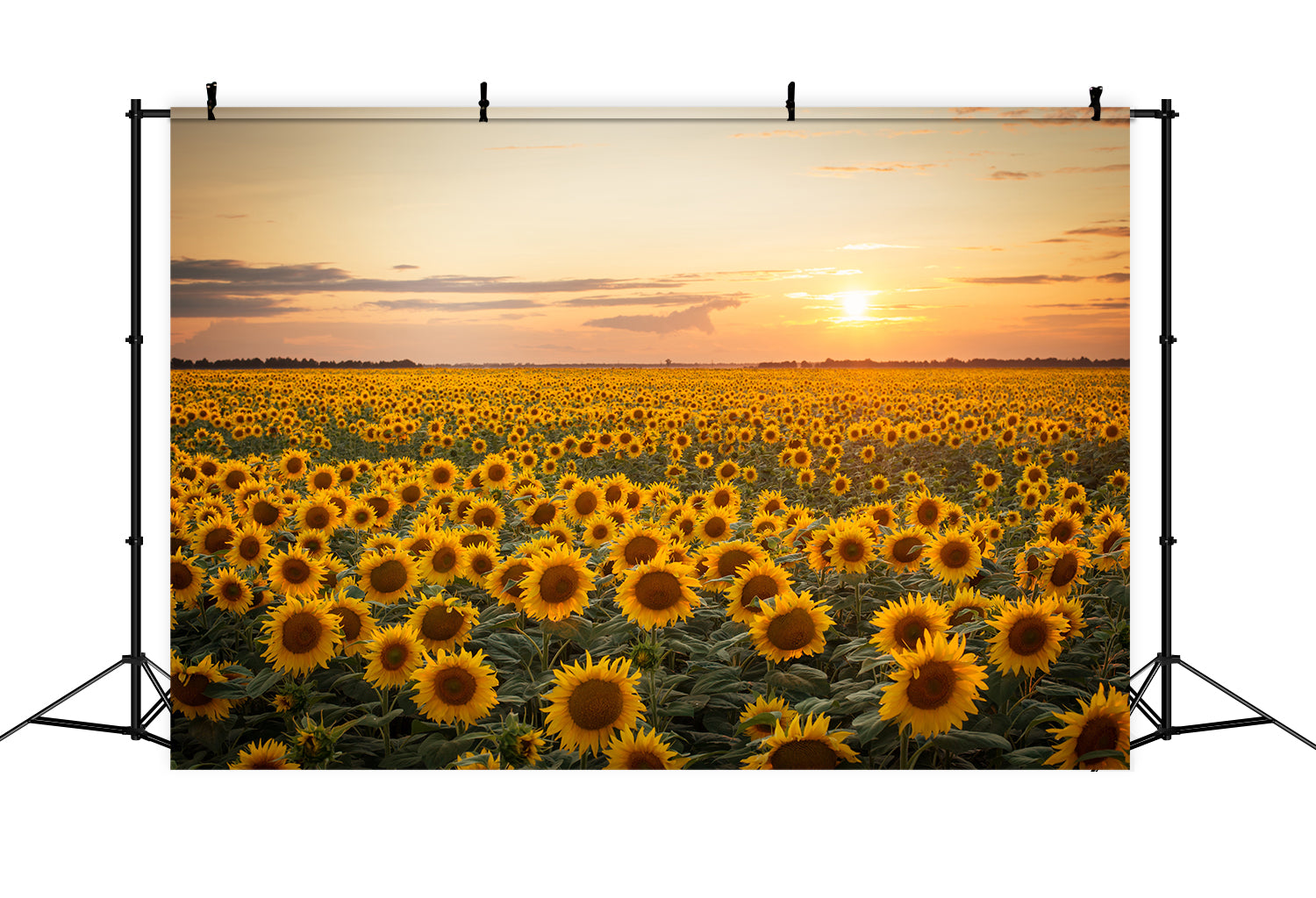 Autumn Sunflower Sunset Photography Backdrop BRP7-118 – Dbackdrop