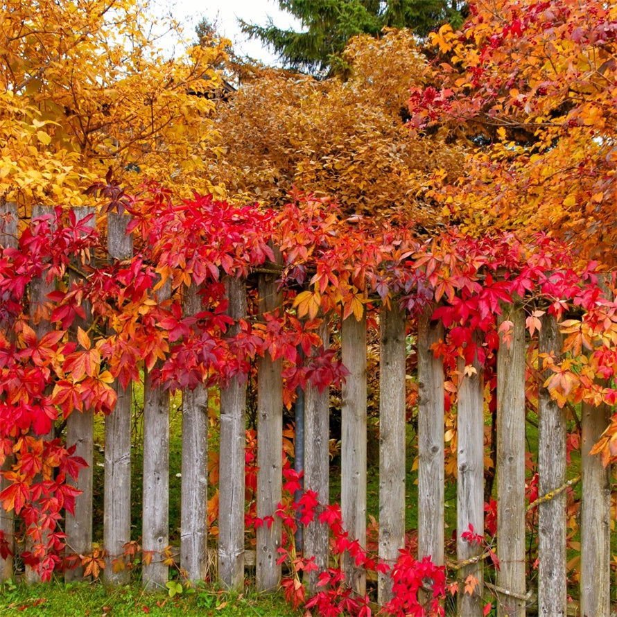 Autumn Fence with Colorful Leaves Backdrop BRP7-200 – Dbackdrop