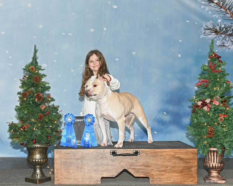 Snowflakes Bokeh Christmas Tree Photo Backdrop DBD-19307