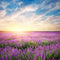 Lavender Backdrop Morning Bloom Floral Photography Backdrop GQ4-21