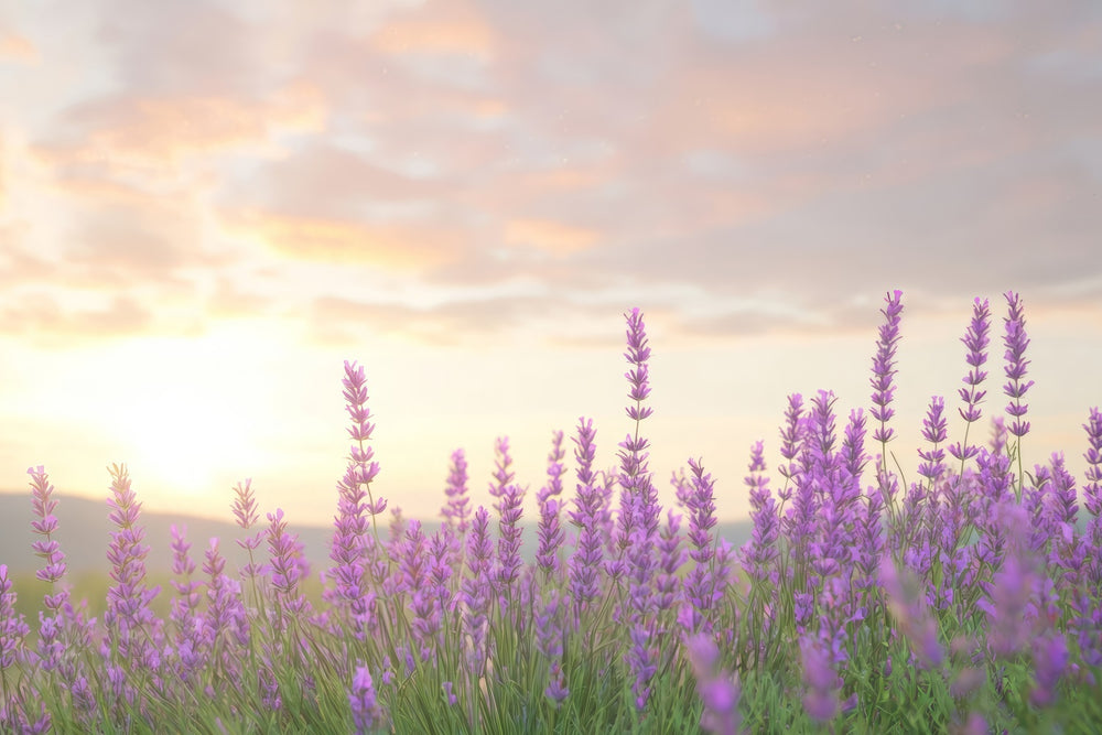 Lavender Backdrops Warm Glow Purple Flower Backdrop GQ4-33