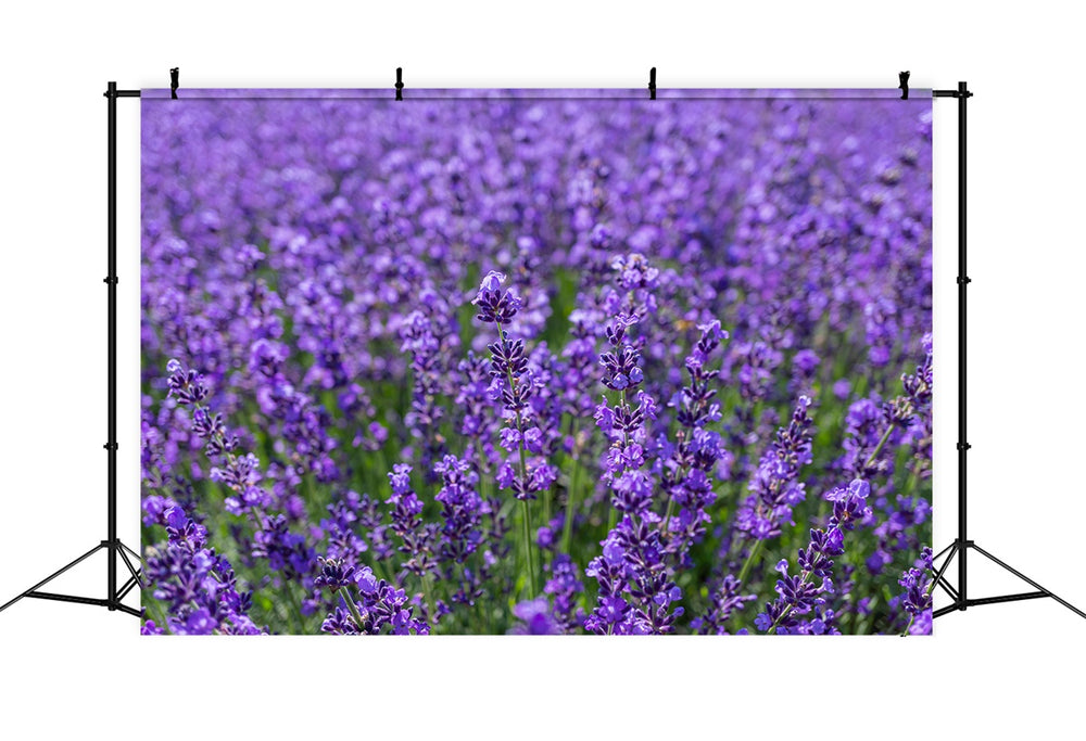 Flower Photo Backdrop Enchanting Lavender Expanse Backdrop GTY3-33