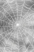 Halloween Color Backdrop Silver Spiderweb Pattern Design Halloween Pho