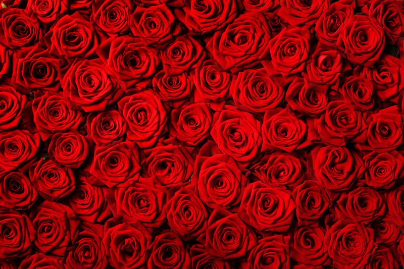 Flower Red Roses Backdrop for Photography M-60