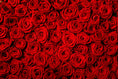 Flower Red Roses Backdrop for Photography M-60 – Dbackdrop