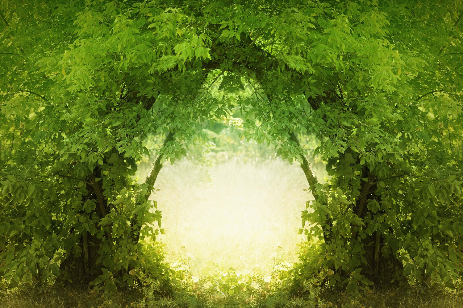 Natural Branches Deep In The Lush Forest Doorway Translucent Backdrop ...
