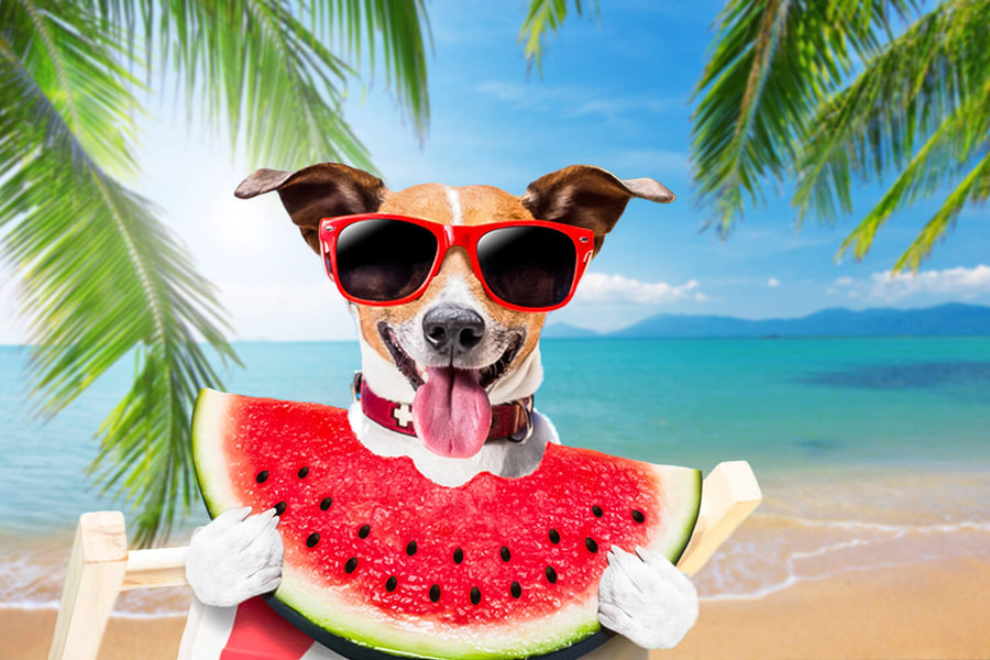 Palm Tree Tropical Beach Photography Backdrop M5-117
