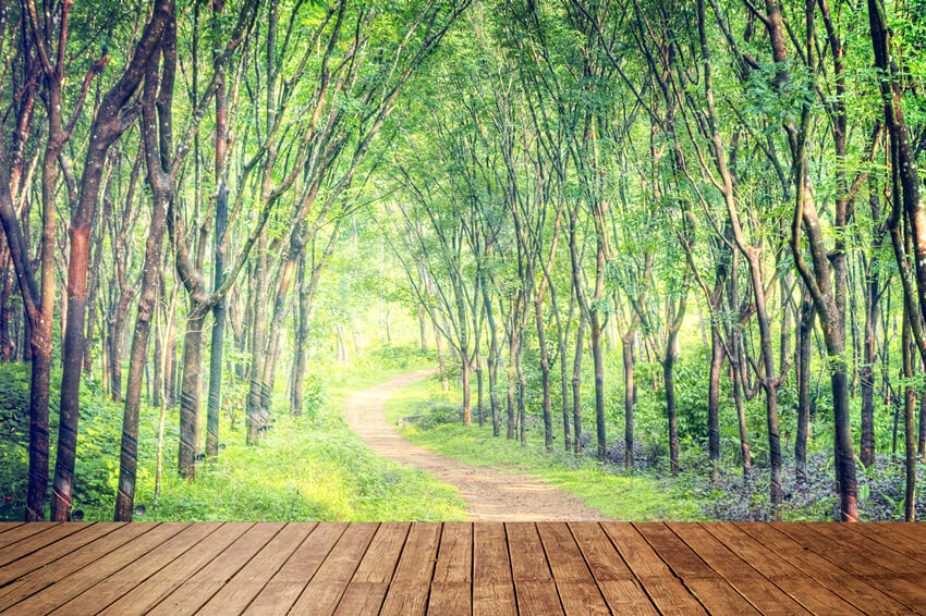 Enchanting Forest Lane Trees Wood Floor Backdrop M5-161 – Dbackdrop
