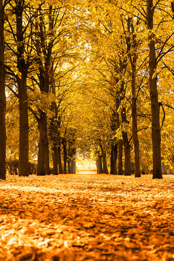 Autumn Landscape Alley Trees Sunlight Backdrop M6-105 – Dbackdrop