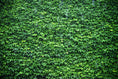 Green Ivy Wall Backdrop for Photo Booth M6-117 – Dbackdrop