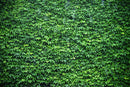 Green Ivy Wall Backdrop for Photo Booth M6-117 – Dbackdrop
