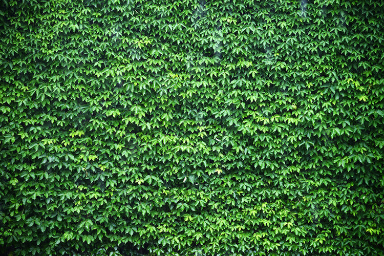 Green Ivy Wall Backdrop for Photo Booth M6-117 – Dbackdrop