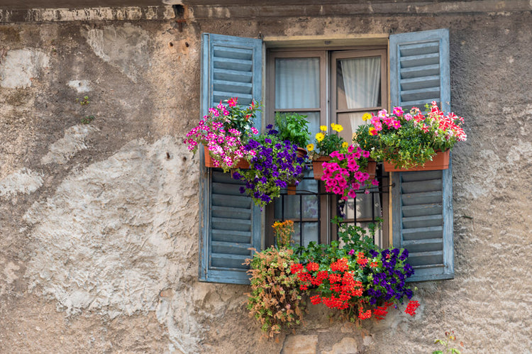 Vintage Window Colorful Flowers Wall Backdrop M6-81 – Dbackdrop
