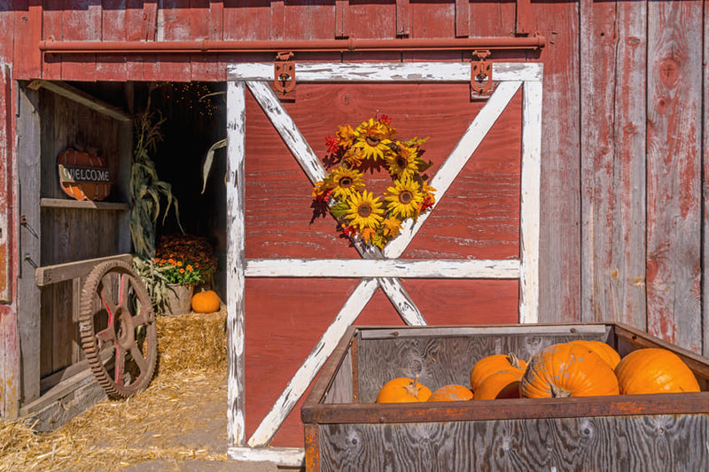 Red Barn Pumpkin Harvest Thanksgiving Backdrop M8-51