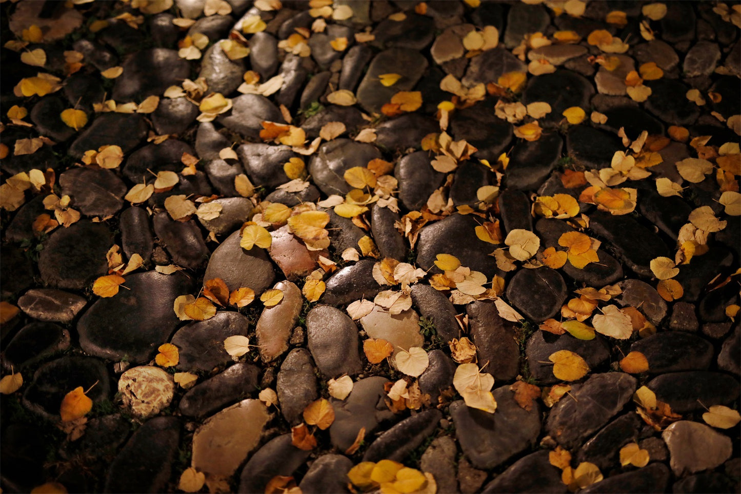 Dim Drop Leaves Pebble Floor Backdrop RR7-527 – Dbackdrop