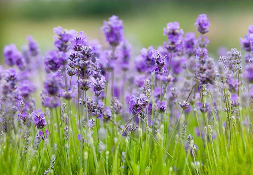 Purple Lavender Flower Backdrop for Photo Booth F-2381 – Dbackdrop