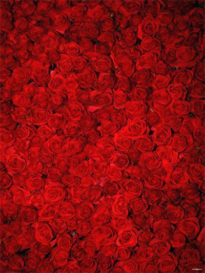 Red Rose Flowers Backdrops for Photography GC-121 – Dbackdrop