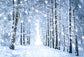 Beautiful White Forest Snow Scene Christmas Backdrops GX-1070 – Dbackdrop