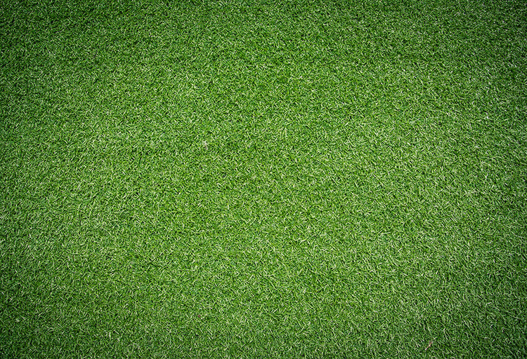 Fresh Grass Floor Backdrop for Photoghraphy SH-1110 – Dbackdrop