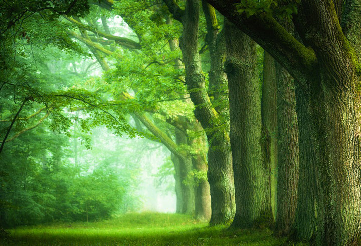 Forest/Jungle Backdrops – Dbackdrop